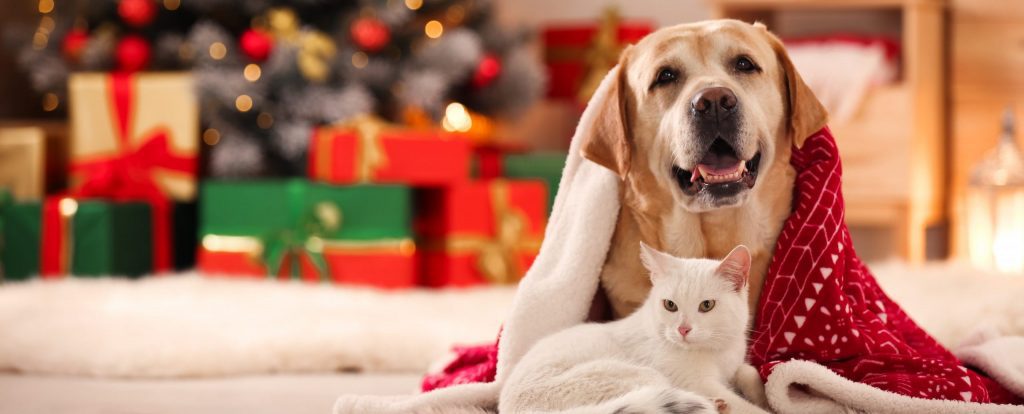 Holiday Scents and Pets | Blue Lake Animal Hospital | Caledonia ...