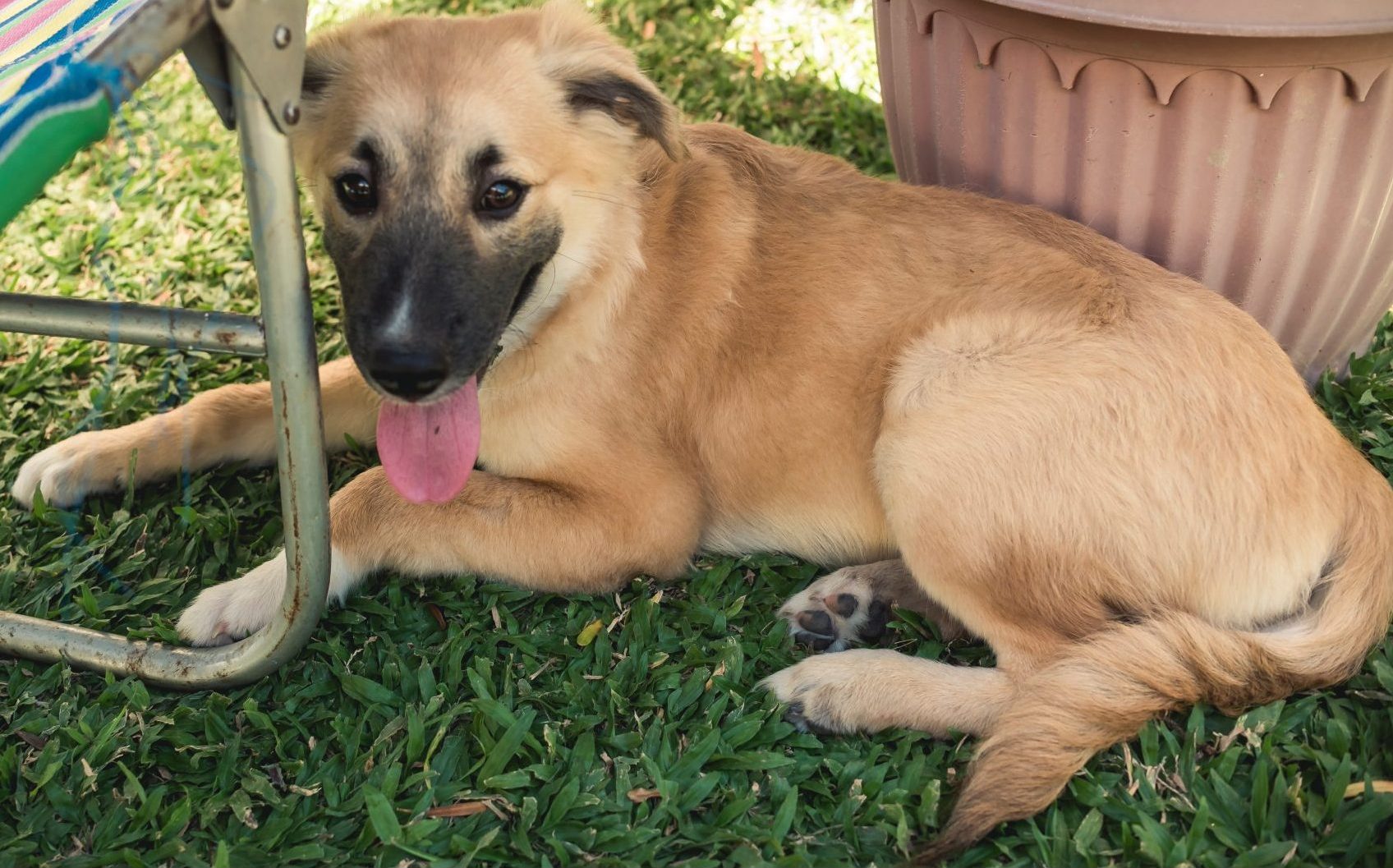 Is It Too Hot For My Pet? | Blue Lake Animal Hospital | Veterinarian ...